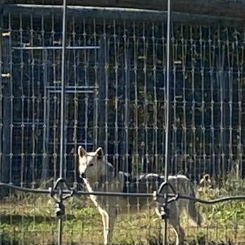 THE WOLF SANCTUARY OF PA - Tours at 465 Speedwell Forge Rd, Lititz ...