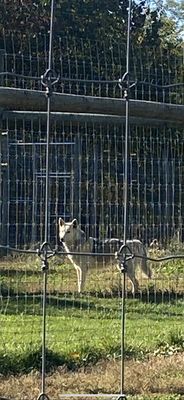 THE WOLF SANCTUARY OF PA - Updated March 2025 - 281 Photos & 123 ...
