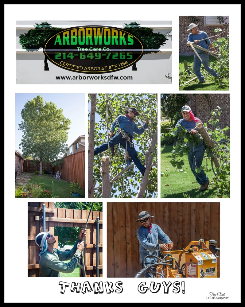 ARBORWORKS DFW - Updated March 2025 - 11 Photos - 3702 Dorchester ...