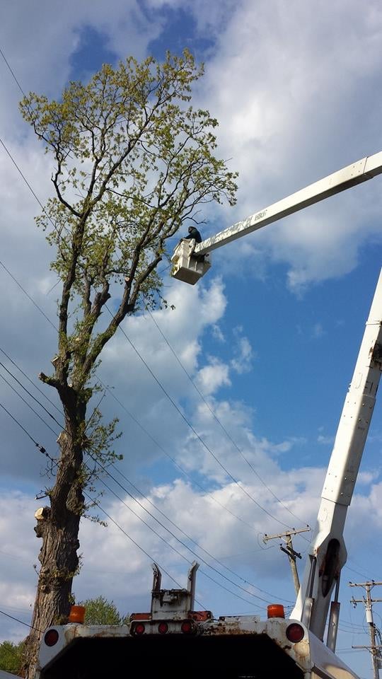 OMAR’S TREE SERVICE - Updated July 2025 - 16 Photos - Detroit, Michigan ...