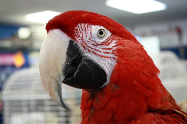 BIRD FEVER - Updated December 2025 - 23 Photos & 24 Reviews - 5921 E ...