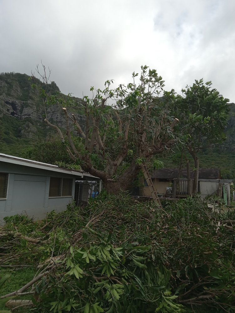 TREEMEN TREE GURU’S - Updated April 2025 - Request a Quote - Urban ...