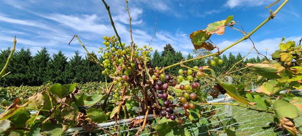 THUNDER RIDGE VINEYARDS - Updated July 2025 - 62 Photos & 14 Reviews ...