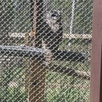 Carolina Raptor Center - 111 Photos & 40 Reviews - Zoos - 6000 Sample ...