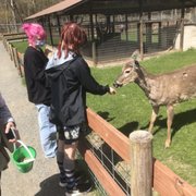 FAWN DOE ROSA - 96 Photos & 33 Reviews - 2131 US Hwy 8, St. Croix Falls ...