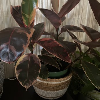 ROOTED - Updated December 2025 - 17 Photos - 3805 Atlantic Ave, Long ...