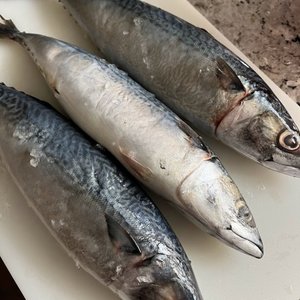 J DELUCA FISH COMPANY - 53 Photos & 15 Reviews - 2194 Signal Pl, San ...