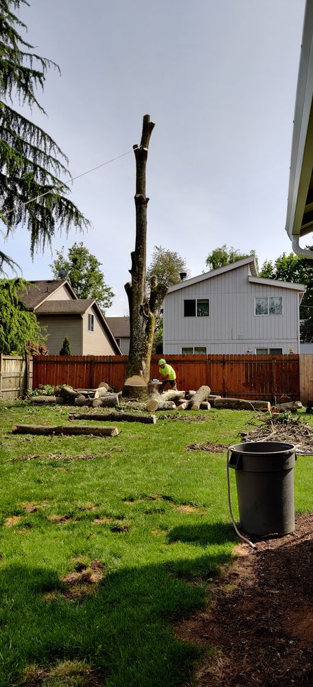 MONSTER TREE SERVICE OF PORTLAND - Updated September 2025 - 20 Photos ...