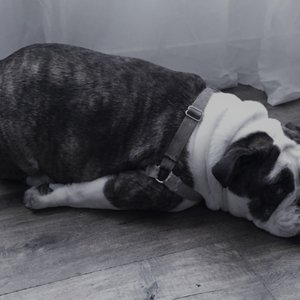 BEACH GARFIELD VETERINARY HOSPITAL - Updated June 2025 - 141 Photos ...