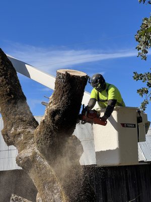 G GARCIA TREE SERVICE - Updated October 2025 - 80 Photos & 49 Reviews ...