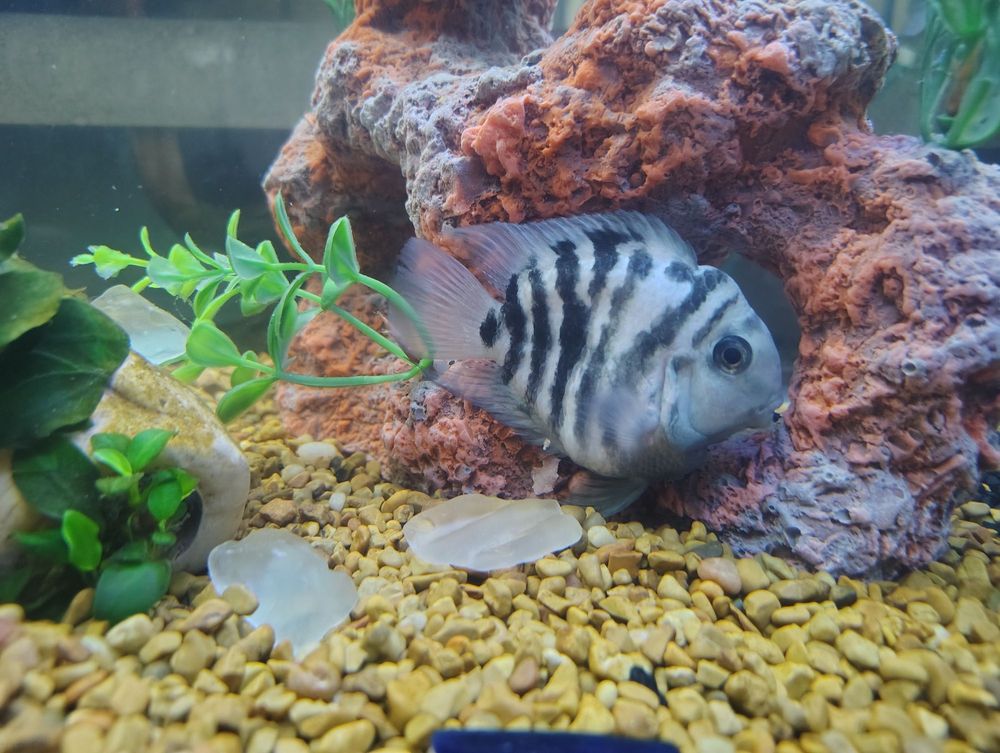 TROPICAL FISH WORLD - Updated December 2025 - 29393 WA-410, Buckley ...