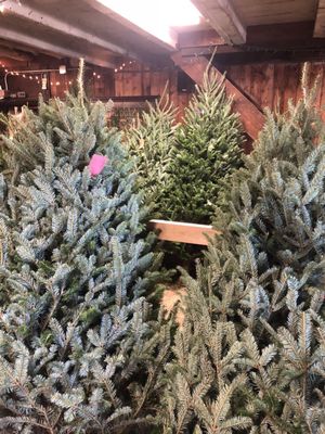 MISTLETOE CHRISTMAS TREE FARM - Updated December 2025 - 10 Photos & 19 ...