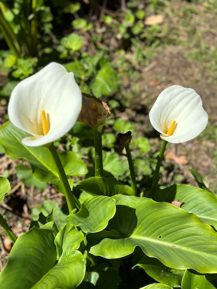 RANCHO LA PATERA & STOW HOUSE - Updated August 2025 - 81 Photos & 10 ...