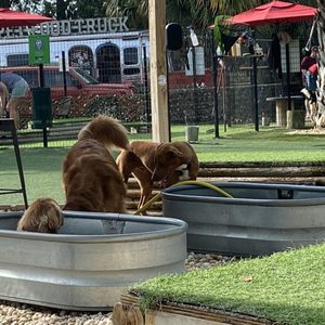 BREWHOUND DOG PARK + BAR - 218 Photos & 106 Reviews - 1848 Kings Cir S ...