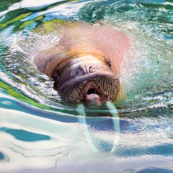 Point Defiance Zoo & Aquarium - 1149 Photos & 394 Reviews - Zoos - 5400 ...