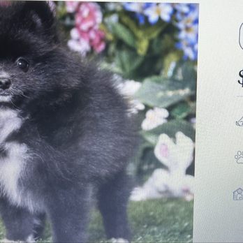 BLUE SKY PUPPIES - ORLANDO - Updated January 2026 - 38 Photos & 45 ...