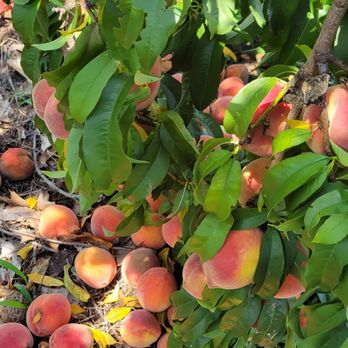 BUSH NECK FARM - Updated December 2025 - 14 Photos - 1502 Bush Neck Rd ...