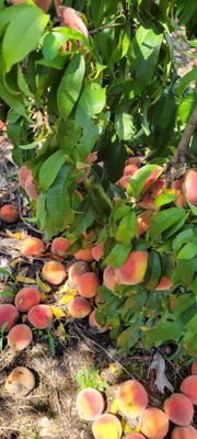 BUSH NECK FARM - Updated December 2025 - 14 Photos - 1502 Bush Neck Rd ...