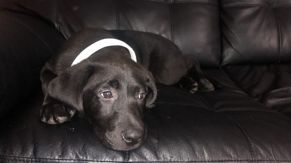 DEWEY’S DOGS - Updated February 2025 - 10 Photos - Pinckney, Michigan ...