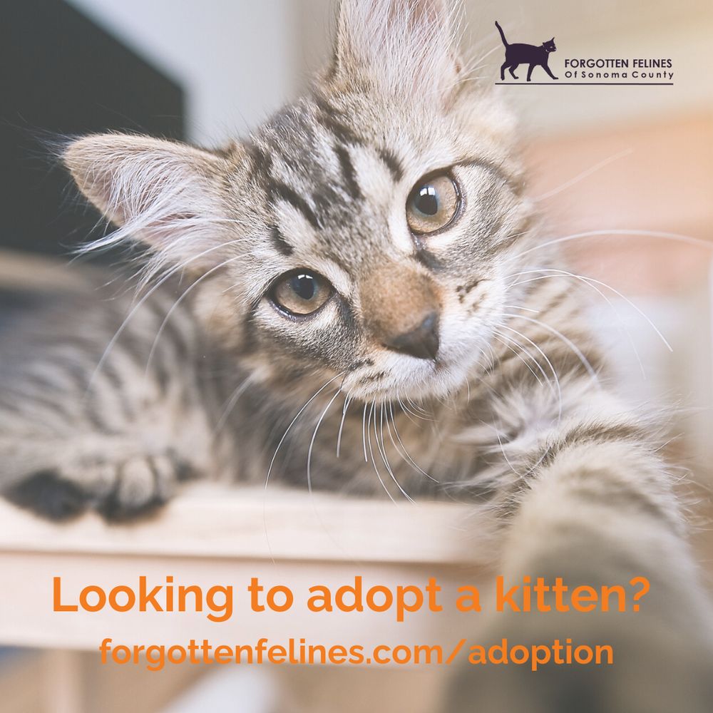 FORGOTTEN FELINES OF SONOMA COUNTY - Updated September 2025 - 41 Photos ...