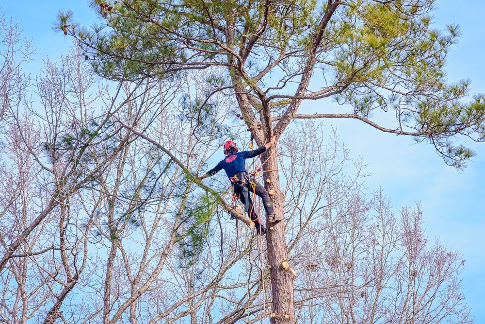 DAVE’S TREE SERVICE - Updated November 2025 - 17 Photos - 2752 Lakebay ...