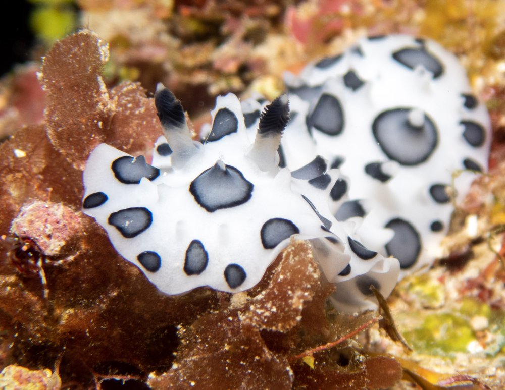 MY DIVE TRIPS - Updated April 2025 - Contact Agent - Naples, Florida ...