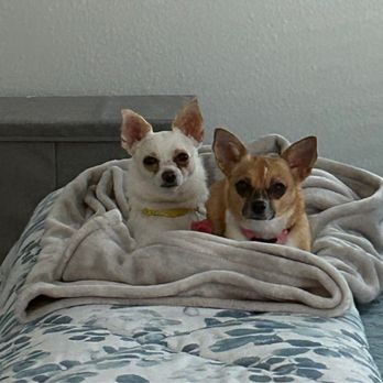 DOUBLE D DOG TRAINING - Updated January 2026 - 62 Photos & 11 Reviews ...