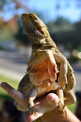 REPTILE RON ANIMAL PRESENTATIONS - Updated July 2024 - 42 Photos ...