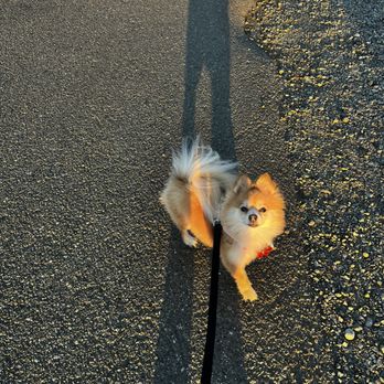 BOTHELL PET HOSPITAL - VETERINARY CLINIC - Updated August 2025 - 23 ...