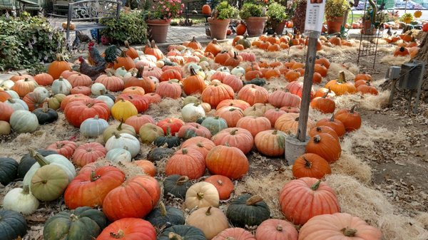 ALDEN LANE NURSERY - 308 Photos & 180 Reviews - Nurseries & Gardening ...