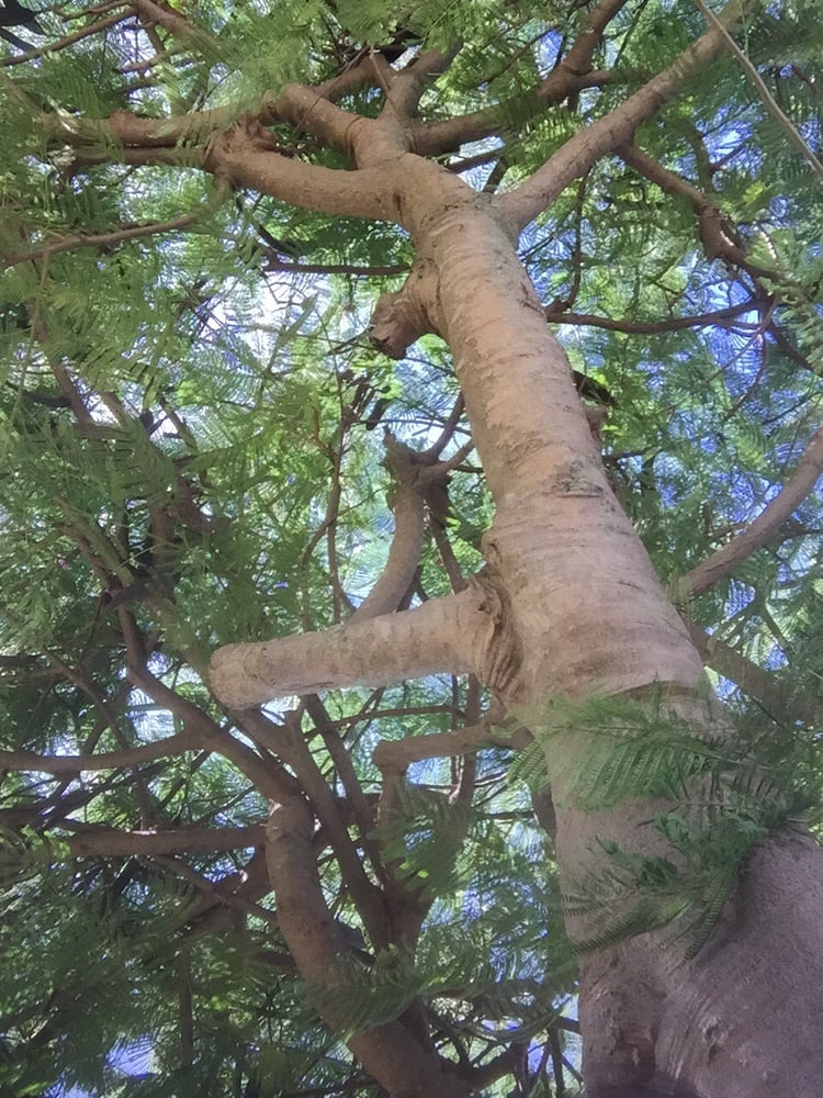 HANAPEPE STADIUM - 4451 Puolo Rd, Eleele, Hawaii - Stadiums & Arenas - Yelp