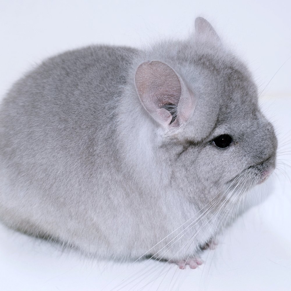 Blue Diamond Chinchillas