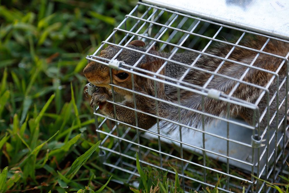 CRITTER GETTER - Updated December 2025 - 23476 State Hwy16, Tomah ...