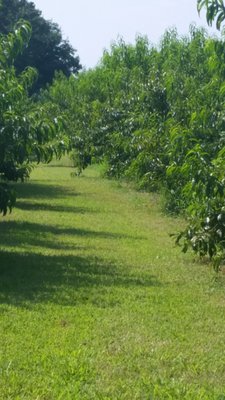BUSH NECK FARM - 1502 Bush Neck Rd, Williamsburg, Virginia - CSA ...