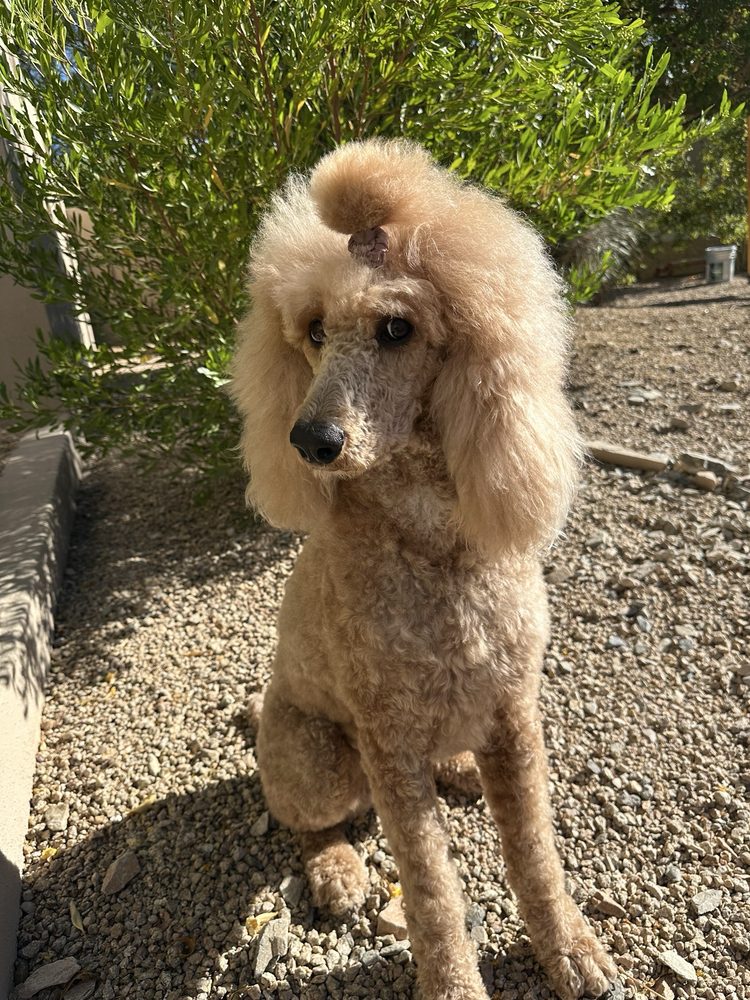 SUZYS DOGGIE DELIGHTS - Updated October 2025 - 14 Reviews - 7225 N ...