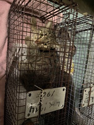 ALTERED TAILS - Updated September 2025 - 38 Photos & 78 Reviews - 950 W ...