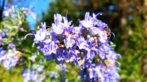 CITY OF SAN RAMON - Updated August 2025 - 43 Photos & 23 Reviews - 6200 ...