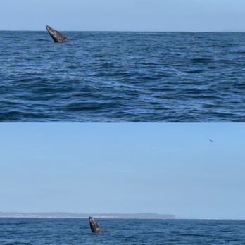 NEXT LEVEL SAILING - Updated July 2024 - 254 Photos & 247 Reviews ...