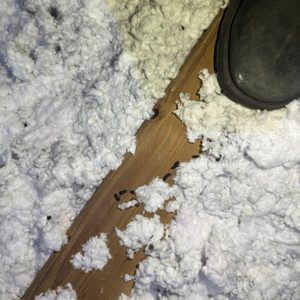 ISSAQUAH PEST CONTROL - Updated October 2025 - 26 Photos & 315 Reviews ...