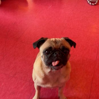 CUPPA PUG - Updated May 2025 - 166 Photos & 58 Reviews - 607 W 9th Ave ...