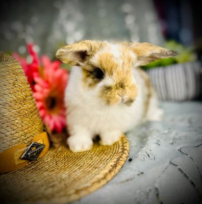 BROOKE’S BUNNY FARM - Updated October 2025 - 12 Photos & 11 Reviews ...