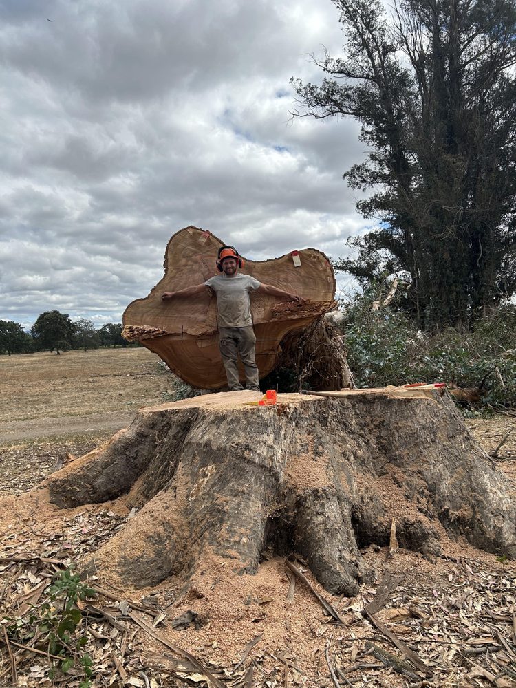 JB TREE 365 - Updated May 2025 - 36 Photos - Sebastopol, California ...