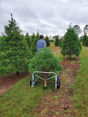 FISH RIVER TREES CHRISTMAS TREE FARM - Updated November 2024 - 26 ...
