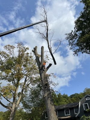 JJ TREE SERVICE - Updated October 2025 - 17 Photos - Gibsonia ...