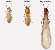 BUG BUSTERS PEST CONTROL & TERMITES - Updated April 2024 - Request a ...