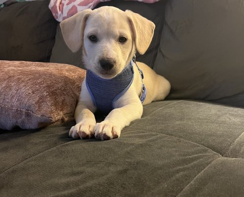 SMALL MIRACLES CAT & DOG RESCUE - Updated August 2025 - 15 Photos & 86 ...