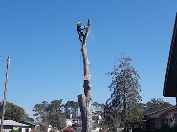 TOP NOTCH TREE EXPERTS - Updated December 2025 - 19 Photos - Middleburg ...