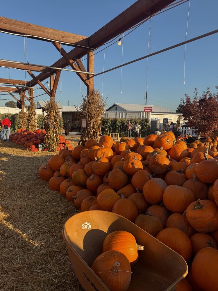 STERINO FARMS - Updated December 2025 - 121 Photos & 80 Reviews - 6116 ...