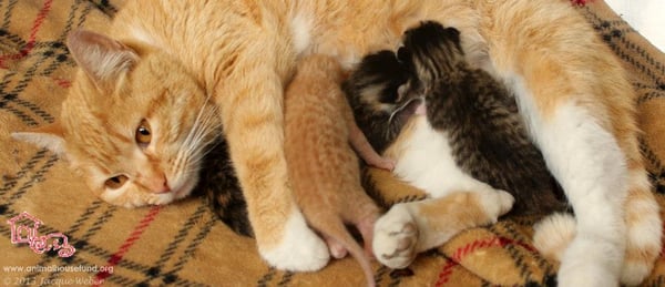 ANIMAL HOUSE CAT RESCUE AND ADOPTION CENTER - Updated December 2025 ...