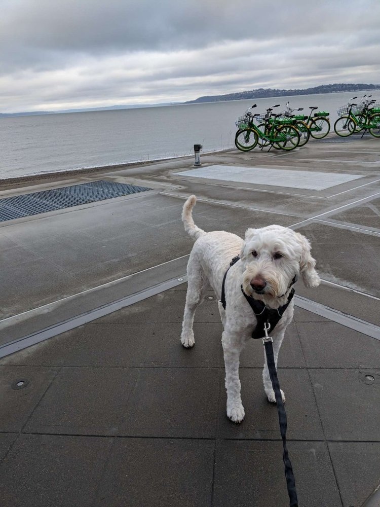 TROTTING PAWS - Seattle, Washington - Pet Sitting - Phone Number - Yelp